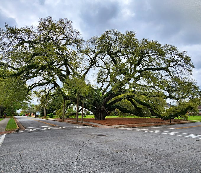 The Big Oak has been spreading its magnificent limbs since 1680, making your family drama seem young by comparison.