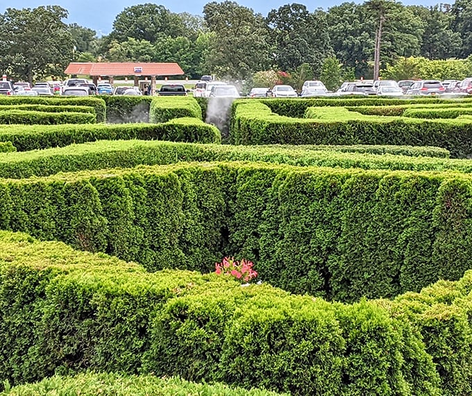The Garden Maze at Luray Caverns—where adults can legitimately get lost for an hour and blame it on "complicated hedge architecture."