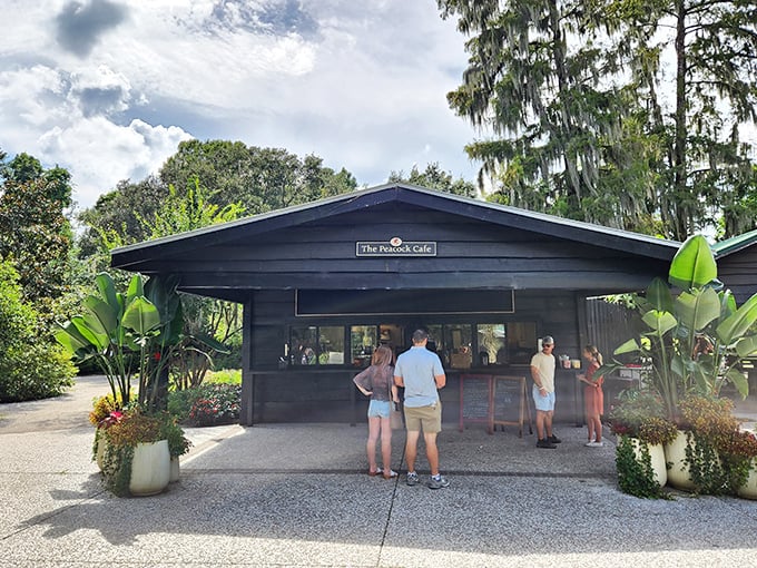 The Peacock Café offers a welcome respite after garden explorations, though the real stars are often strutting just outside.