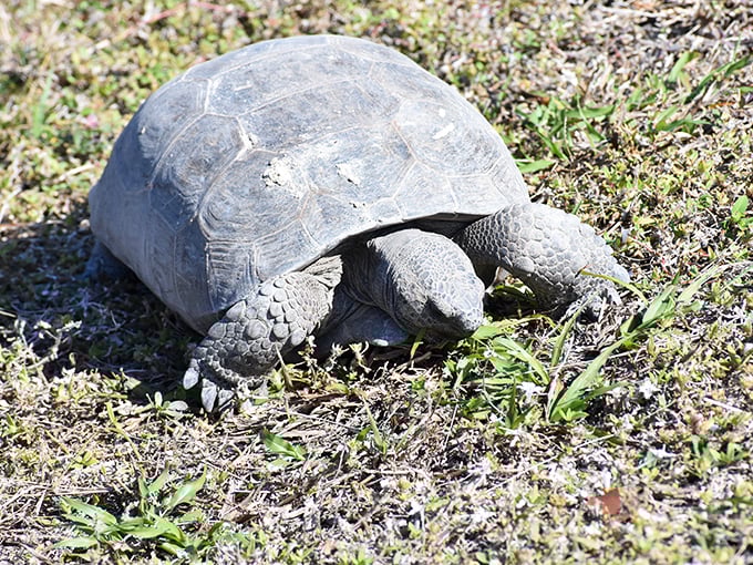 Meet the park's true VIP resident – the gopher tortoise, nature's bulldozer, methodically munching through life at a pace we could all learn from.