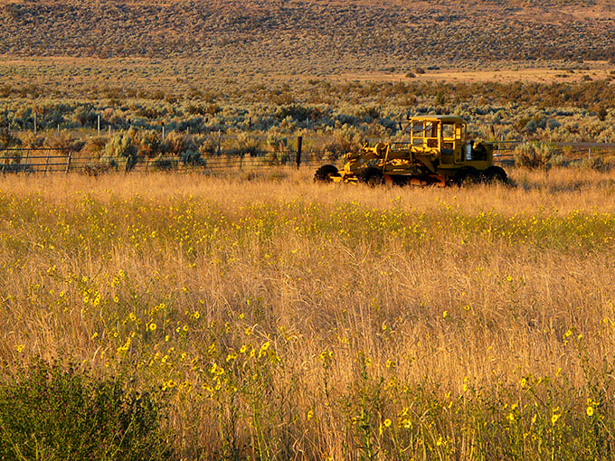 Forgotten farm equipment resting in golden fields. In Johnstonville, even abandoned tractors look like they're enjoying their retirement.