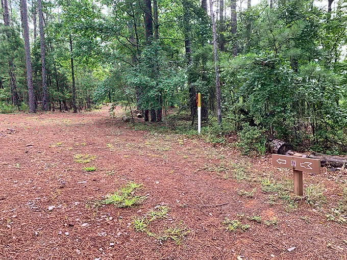 Forest trails here whisper secrets that only patient walkers get to hear – and trust me, they're worth listening to.
