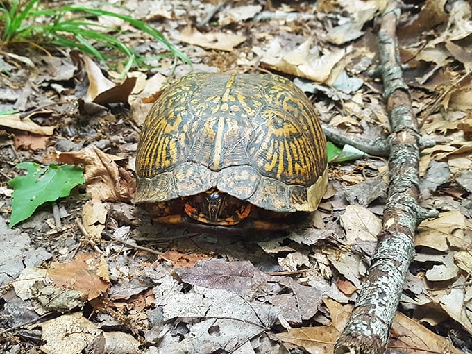 The original slow traveler. This eastern box turtle demonstrates the proper pace for appreciating Trough Creek's subtle wonders—unhurried and deliberate.