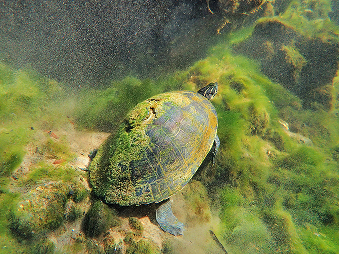 This turtle has the best real estate in Florida – a crystal-clear spring with unlimited food delivery. Talk about waterfront property!