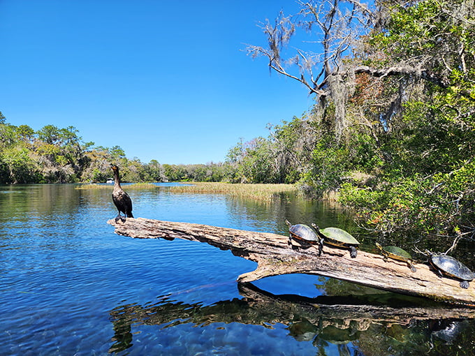 Nature's sunbathing committee in session: turtles and a cormorant demonstrating proper relaxation techniques on their riverside log.