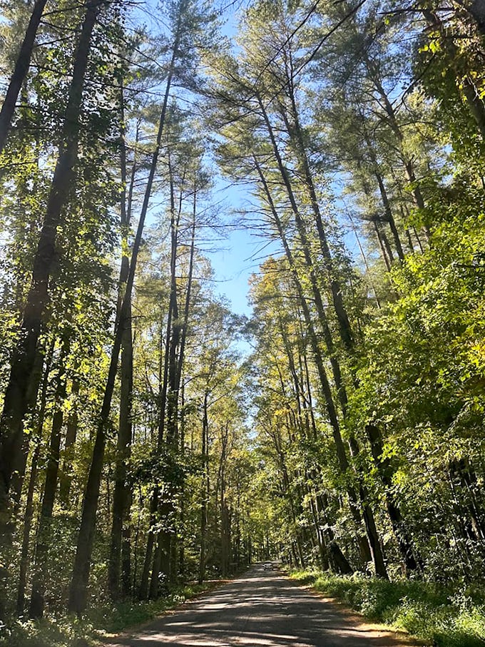 Spring's green tunnel beckons adventure. These sun-dappled woods create the kind of path Robert Frost must have been thinking about before taking that other one. 