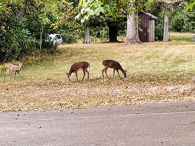 These deer dining al fresco remind us that we're merely visitors in their home – a humbling thought in our human-centered world.