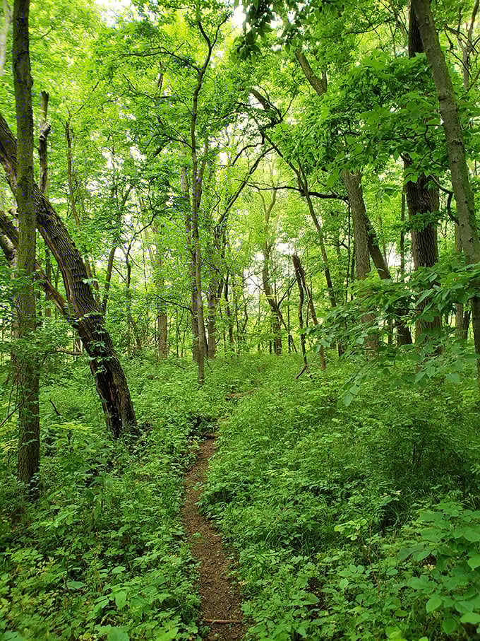 The Woodland Trail offers a green embrace so lush it makes you wonder if you've wandered into a fairy tale—minus the wicked witch. 