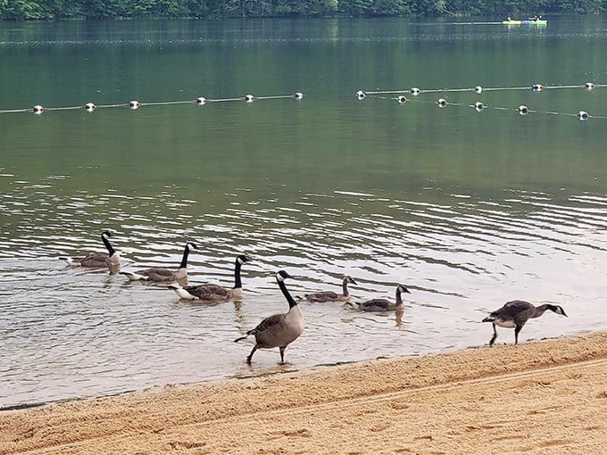 The local geese patrol struts along the shoreline, nature's own welcoming committee with questionable manners but impeccable formation.
