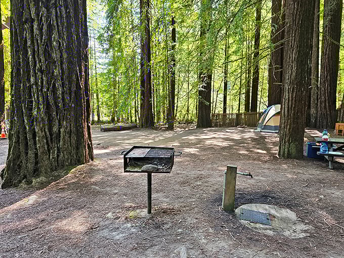 Camping among the redwoods—where your "room" comes with a cathedral ceiling that's been growing skyward for centuries.
