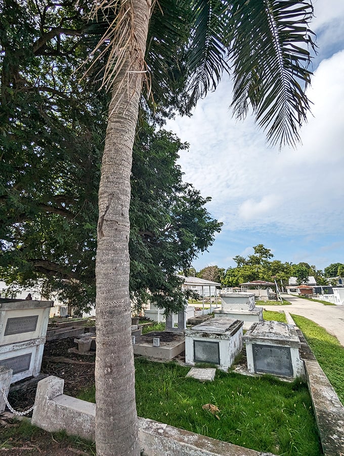 A towering palm presides over the jumble of above-ground tombs—nature's reminder that even in death, island style prevails.