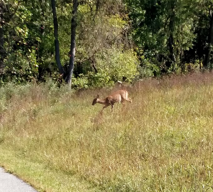 Local deer have apparently never heard of "stranger danger" – they'll pose for photos like seasoned Instagram influencers.