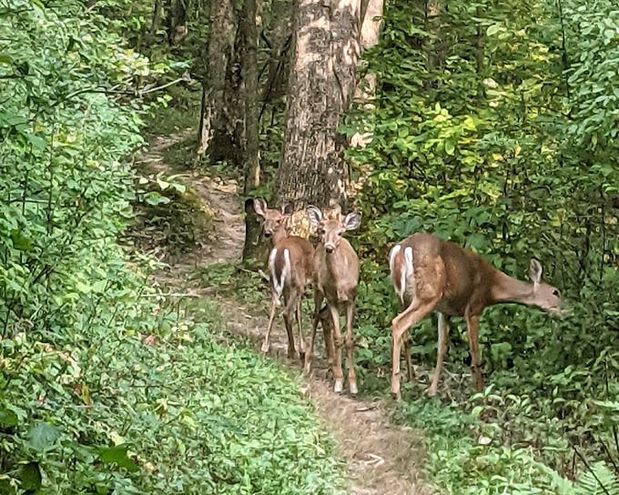 Three deer on the trail looking like they're posing for Wisconsin's version of Abbey Road. Nature's celebrities caught mid-commute. 