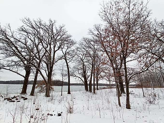 Winter transforms Busse Woods into a snow globe scene where barren trees stand like sentinels guarding the frozen landscape's hushed beauty.