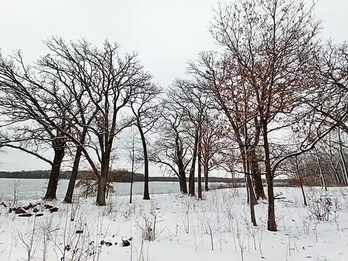 Winter transforms Busse Woods into a snow globe scene where barren trees stand like sentinels guarding the frozen landscape's hushed beauty.