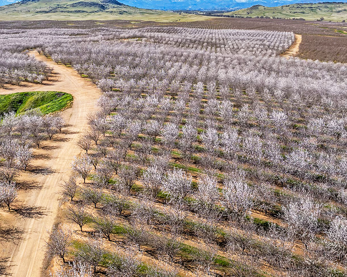Spring transforms Orland's orchards into a breathtaking tapestry of blossoms – nature's annual art show that doesn't charge admission or require a reservation.