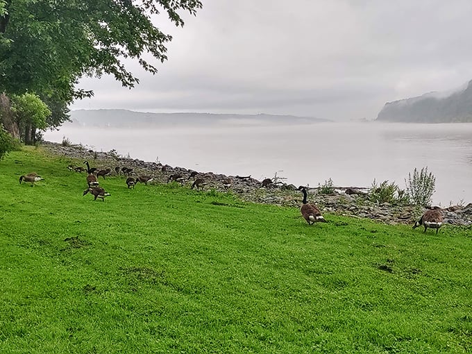 These Canada geese didn't need GPS to find this perfect riverside real estate—they're the park's unofficial welcoming committee.