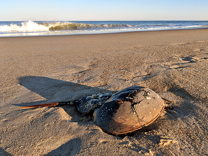 The horseshoe crab—unchanged for 450 million years and still rocking that prehistoric look better than any Hollywood dinosaur.