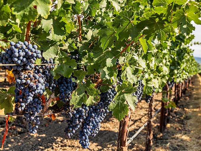 These aren't just grapes – they're future conversations in a bottle, soaking up California sunshine before becoming tomorrow's dinner companion.