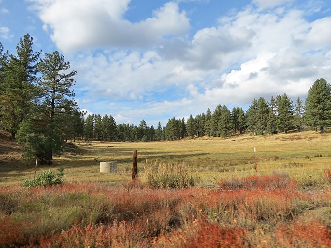 A meadow that looks like it was borrowed from a Bob Ross painting. "Just add some happy little trees" – and he did!