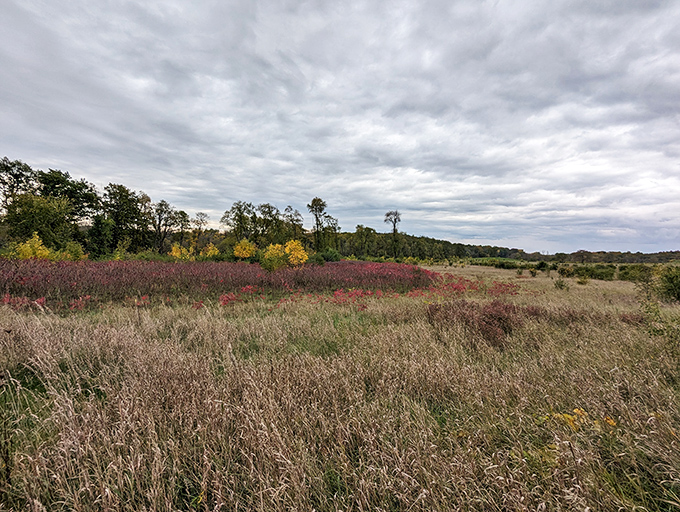 Autumn paints Aztalan in russet and gold, transforming this archaeological wonder into a canvas worthy of a Midwestern Monet.
