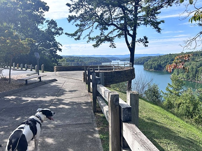 The overlook at Philpott Lake delivers panoramic views that make smartphone cameras feel woefully inadequate. Even the dog seems impressed.