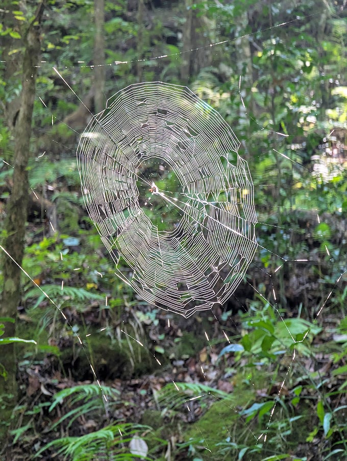 Nature's artistry on display—this spider web catches morning dew and sunlight, creating a delicate masterpiece that puts human engineering to shame.