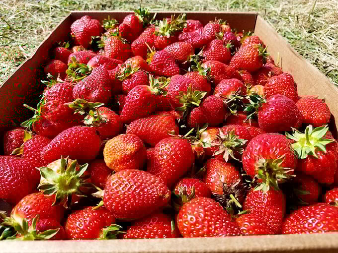 Nature's perfect dessert needs no improvement. These aren't your supermarket's pale cousins—they're the real deal, bursting with concentrated sunshine.