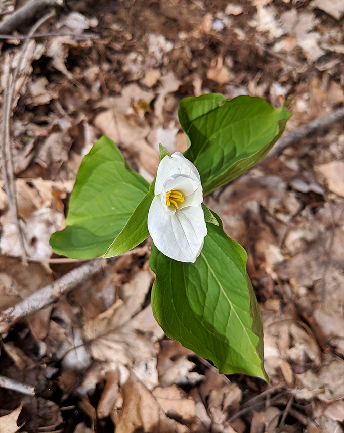 The star of spring's woodland show – a delicate trillium in bloom. This three-petaled beauty is Ohio's version of finding a four-leaf clover, but infinitely more elegant.
