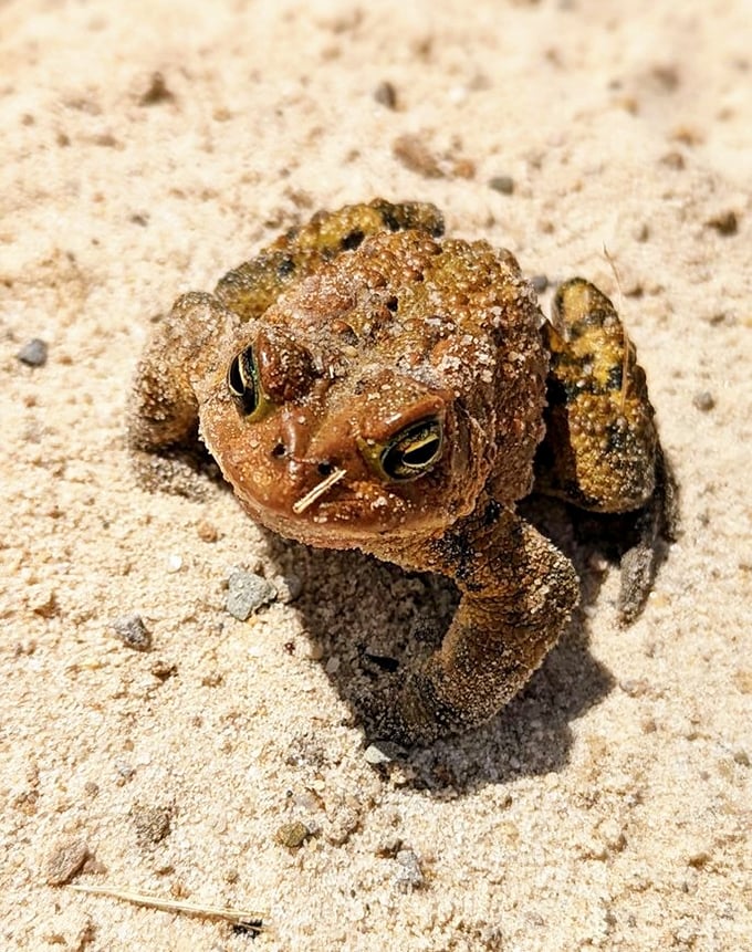 One of the park's more opinionated residents seems to be judging your beach attire choices while wearing nothing but his natural wardrobe.