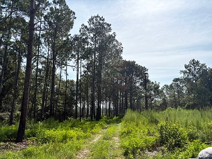 The path less traveled actually exists! This sun-dappled trail through longleaf pines offers the perfect social distance – about 4,372 acres worth.