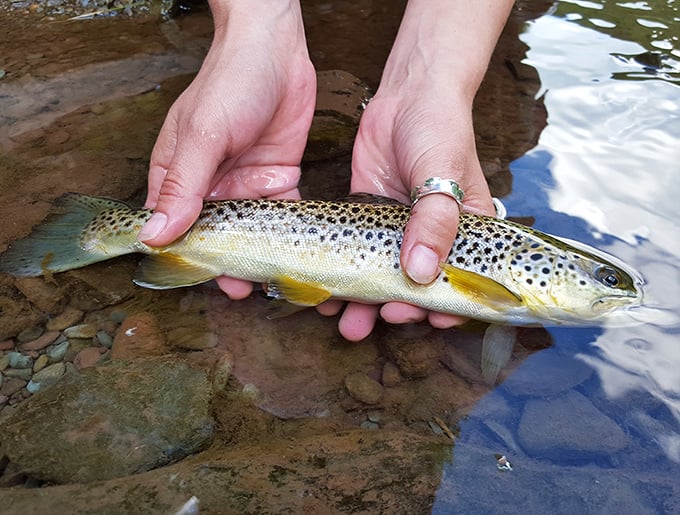 The trout here practically pose for photos before being gently released – catch and release never looked so good.