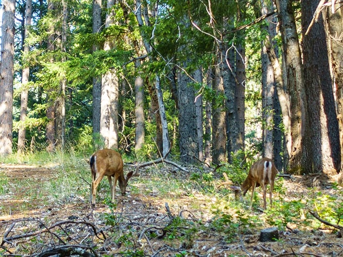 Two deer grazing peacefully in dappled forest light. They're the real locals here, completely unimpressed by your fancy hiking gear and Instagram poses.