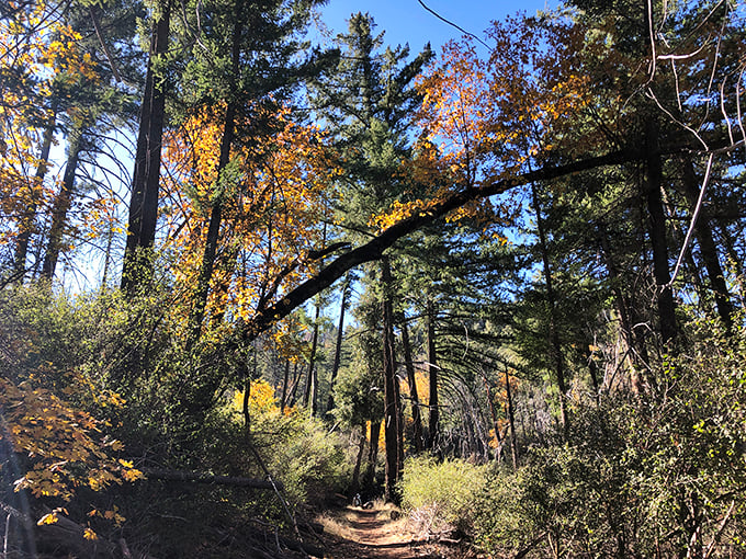 Autumn paints the forest in warm hues as sunlight filters through the canopy. This trail doesn't just lead somewhere—it takes you somewhen else.