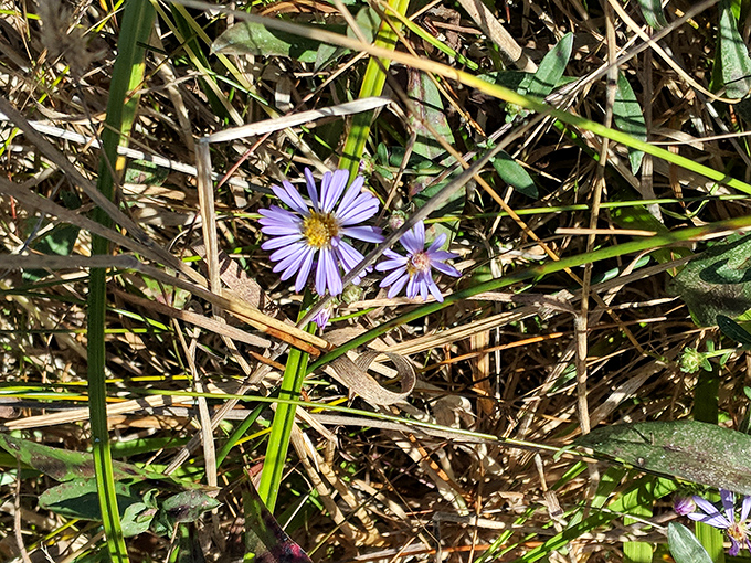 These delicate purple wildflowers didn't get the memo about needing perfect conditions—they're thriving in their own little patch of paradise.