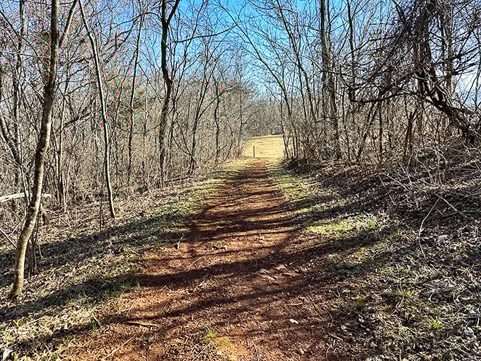 Nature's hallway invites exploration. This woodland trail promises adventures that no shopping mall could ever deliver—and better air quality too.
