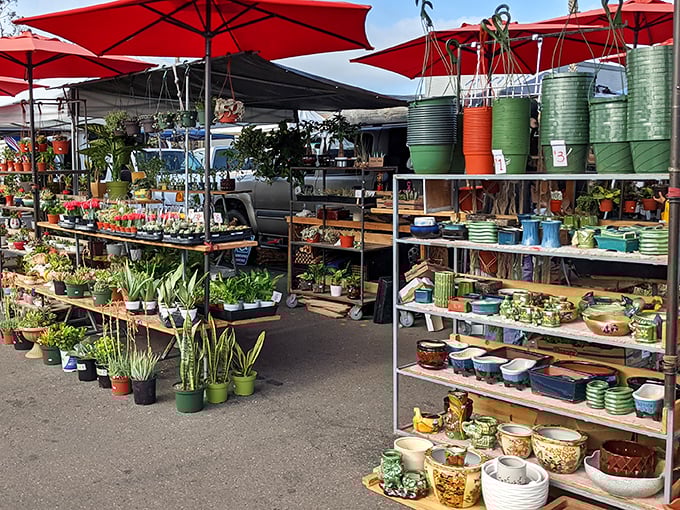 Where color pops and greenery thrives—Kobey’s turns every stroll into a garden daydream.