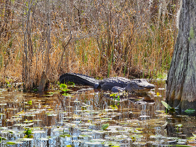 Nature's dinosaur lounging in his primordial spa. He's been perfecting that "I'm just a log" routine for about 200 million years.