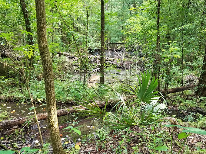 Mother Nature doesn't charge admission for her best work – Angus Gholson Nature Park's lush undergrowth and dappled sunlight prove exactly that.