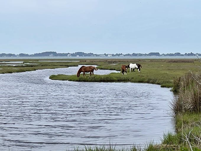 Just minutes from Berlin, Assateague's wild horses roam freely by the water. Nature's most photogenic neighbors make social distancing look effortlessly majestic.