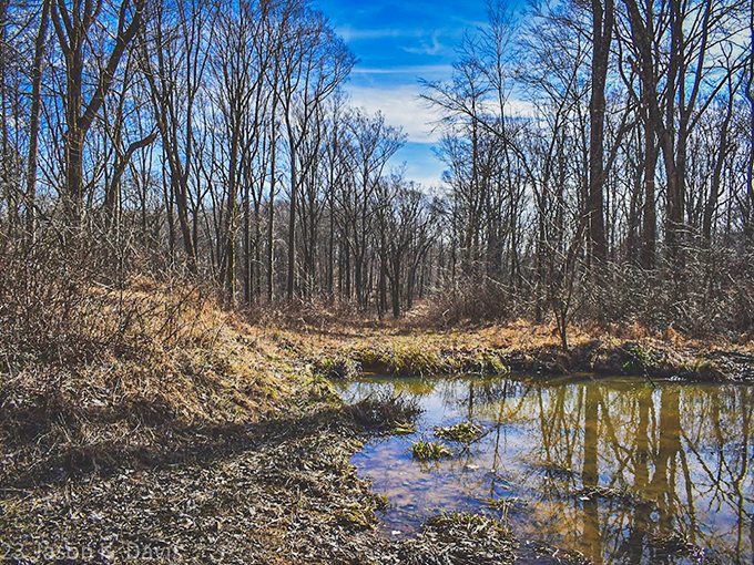 Early spring's skeletal beauty revealed. The bare branches frame Pine Lake like nature's own charcoal sketch—simple, elegant, and surprisingly moving. 