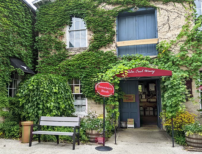 Cedar Creek Winery's ivy-covered entrance isn't trying to be Instagram-worthy—it achieved that naturally, along with producing wines worth lingering over.