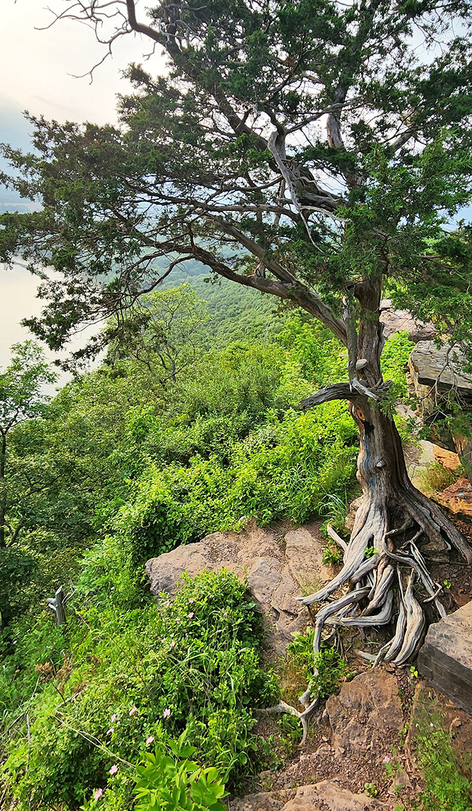 Nature's survivor—this determined tree clings to the cliff edge, roots exposed like veins, still thriving against impossible odds.