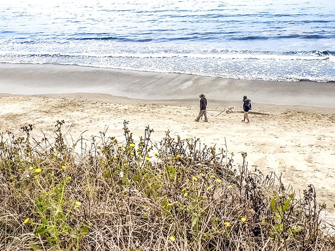 Dog walkers on empty beaches—the true measure of coastal wealth isn't beachfront property, but having sand all to yourself.
