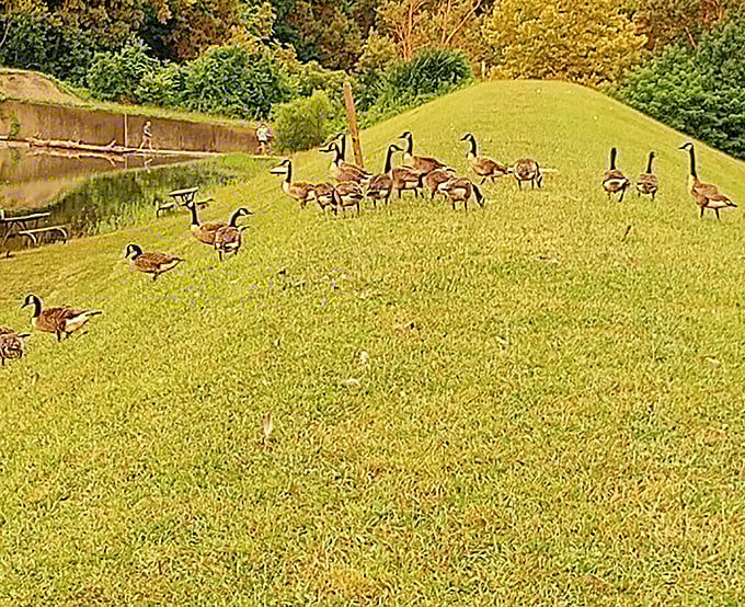 Local residents who never pay park fees but always steal the show during your picnic lunch.