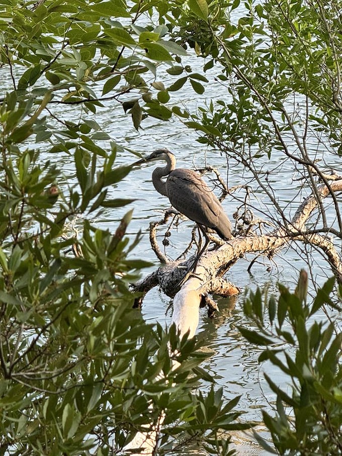 The great blue heron strikes a pose worthy of National Geographic, patiently waiting for fish while showing humans how zen is really done.
