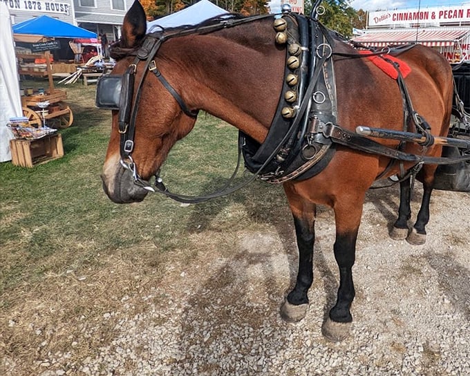 This working horse isn't just for show—it's a living connection to the transportation that would have crossed the original bridge when "horsepower" was literal. 
