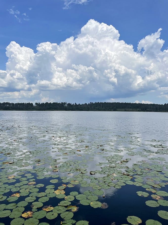 Billowing clouds build castles in the sky above lily pad constellations—Florida's version of celestial navigation for afternoon daydreamers.