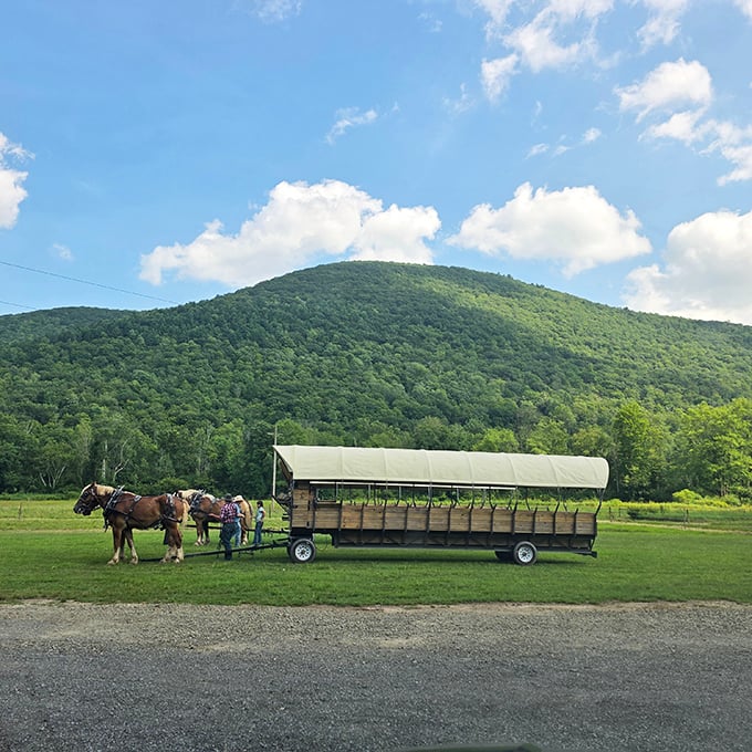 Nature's grandeur on full display—these draft horses pull their cargo past vistas that remind us why Pennsylvania earned its reputation for breathtaking landscapes.