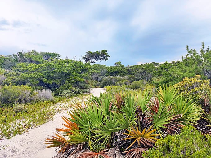 Native palms and coastal vegetation create nature's perfect garden—no watering required, just millions of years of evolutionary perfection.